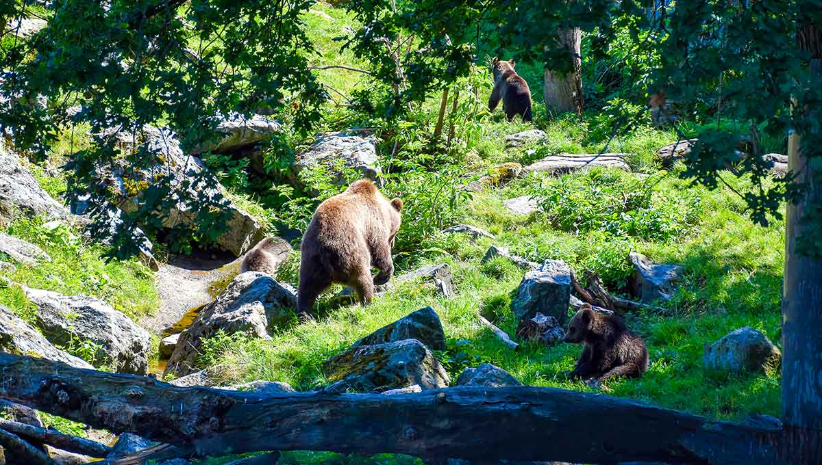 Study Swedish Fauna - Sweden’s Best Natural & Animal Places